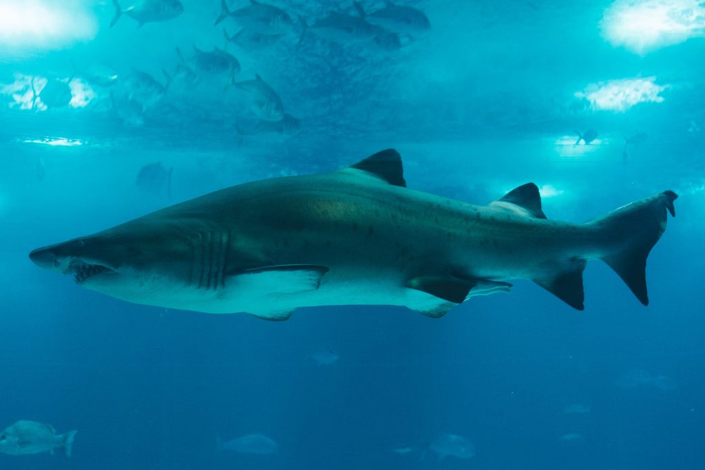 Tropicárium a Oceanárium Budapešť | PrůvodceBudapeští.cz